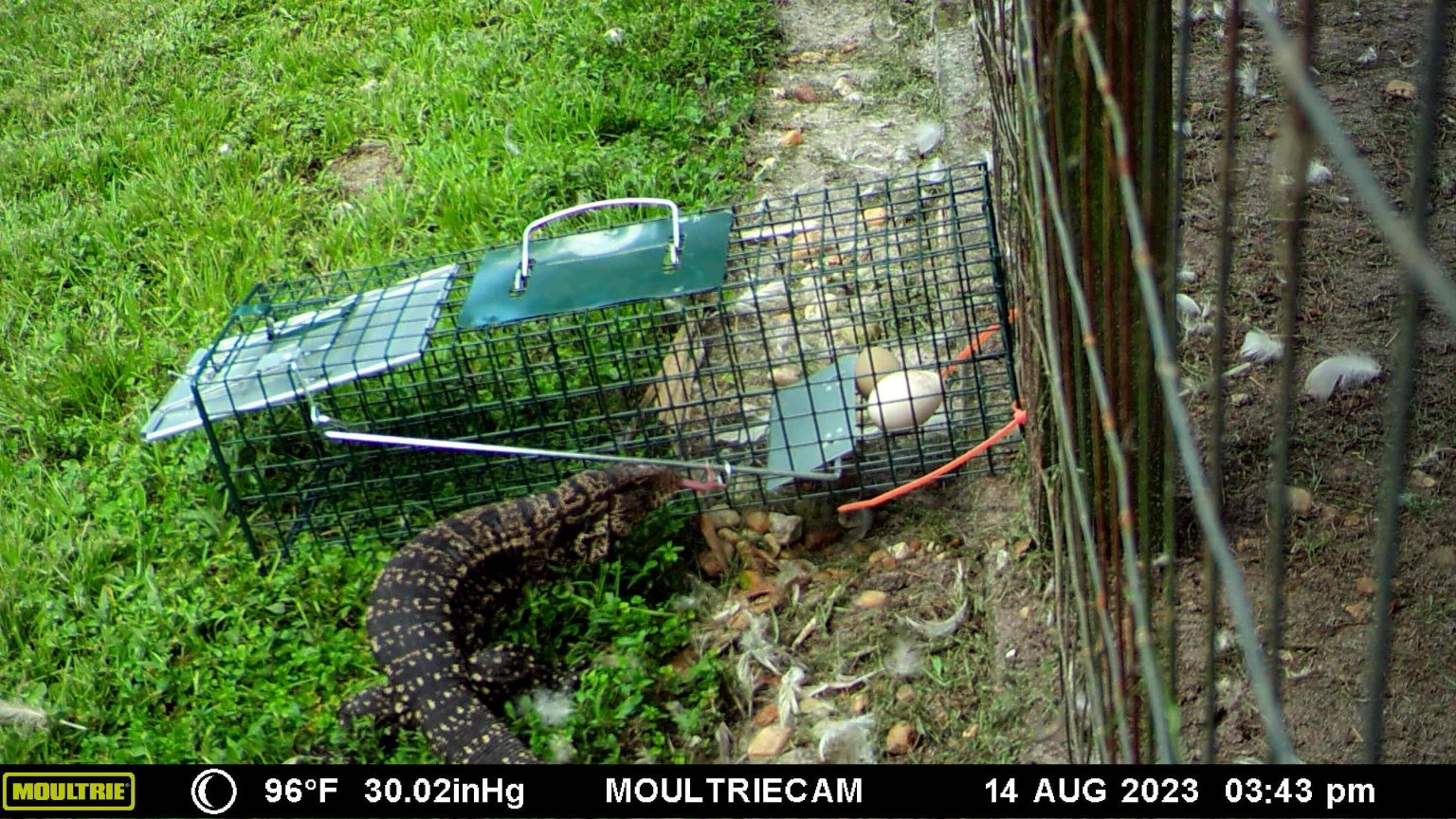 Invasive Tegu at the 4-H Farm