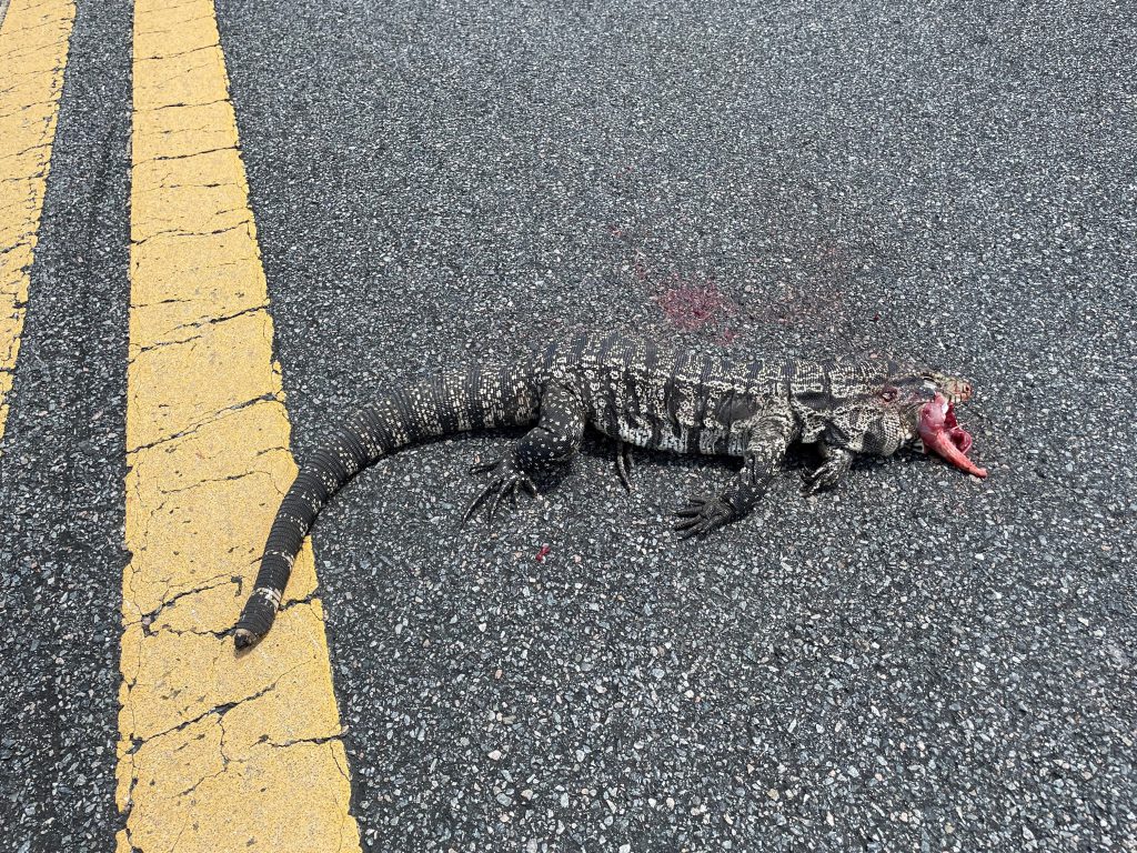 Invasive Tegu at the 4-H Farm