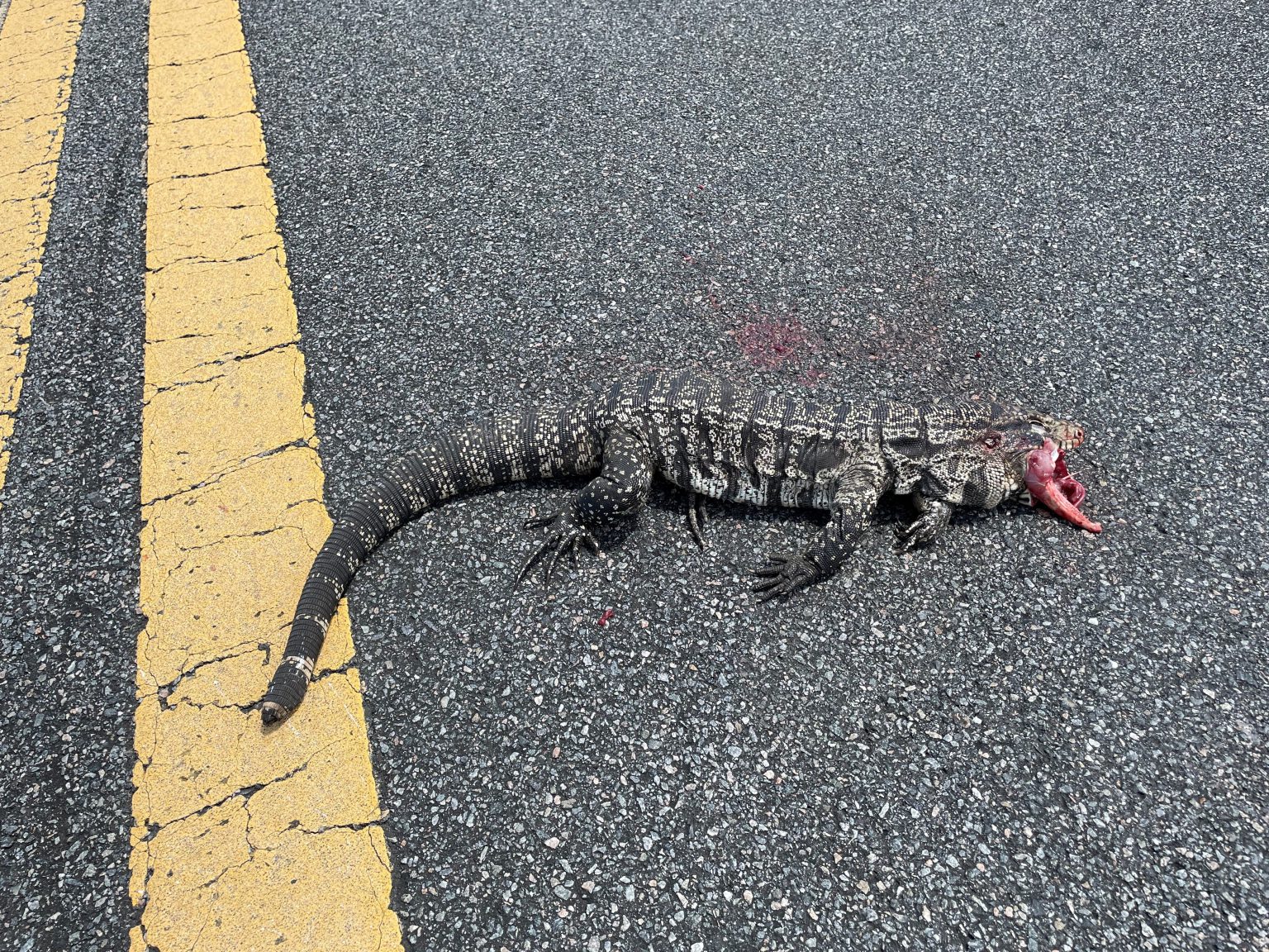 Invasive Tegu at the 4-H Farm