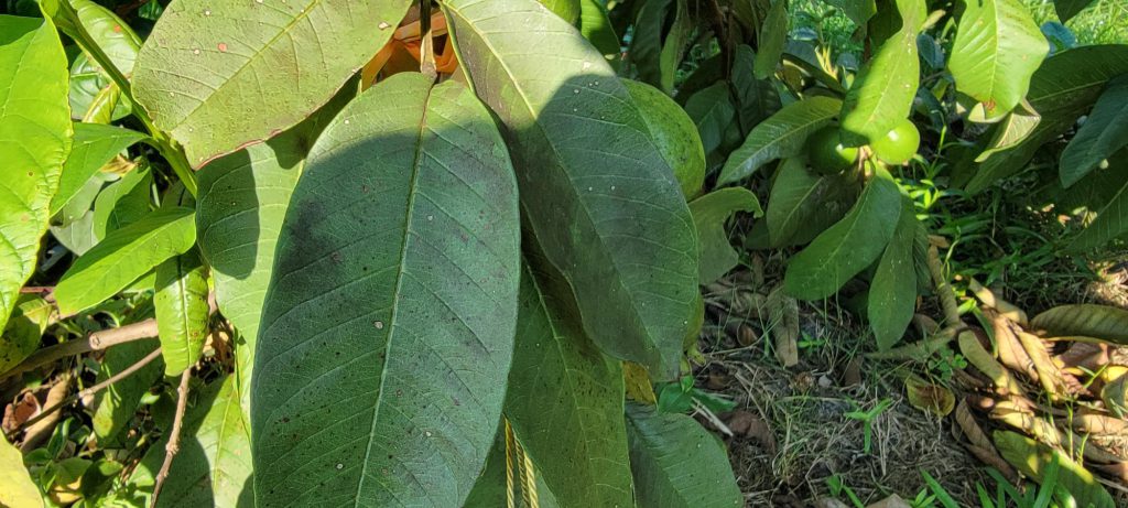 Guava Pest and Disease: Spiraling whitefly - UF/IFAS Extension St ...