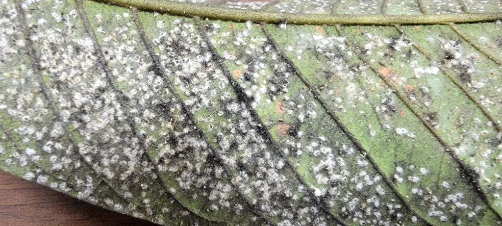 Guava Pest and Disease: Spiraling whitefly - UF/IFAS Extension St ...