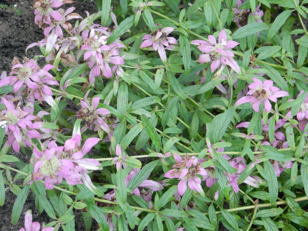 Native Edible and Historically Medicinal Plants Presentation