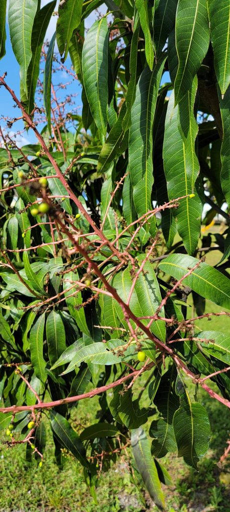 Managing Anthracnose and Powdery Mildew on Mango Tree - UF/IFAS ...