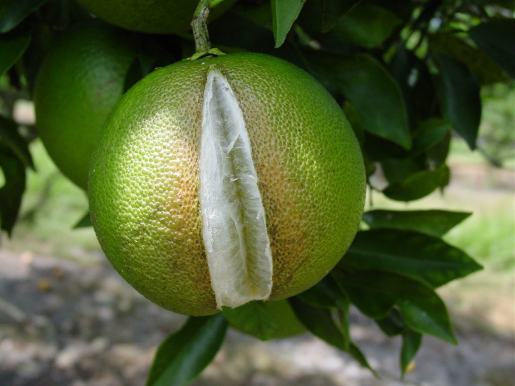 Fruit Splitting in Citrus - UF/IFAS Extension St. Lucie County