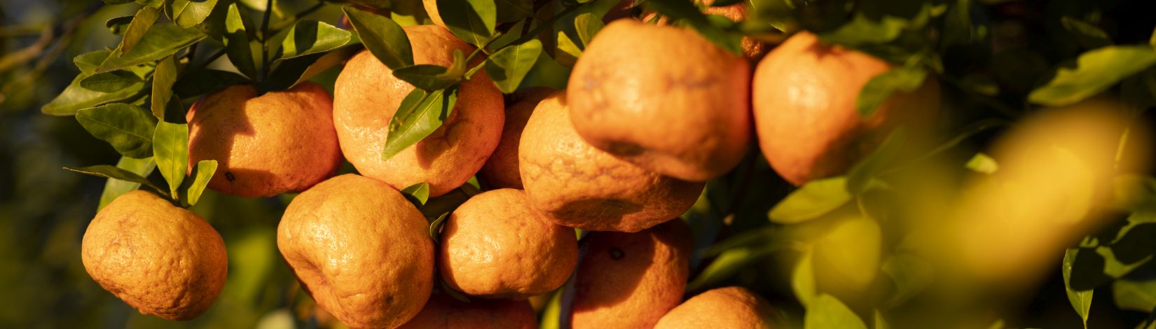 Drought Stress on Fruit Tress and its Management - UF/IFAS Extension St ...