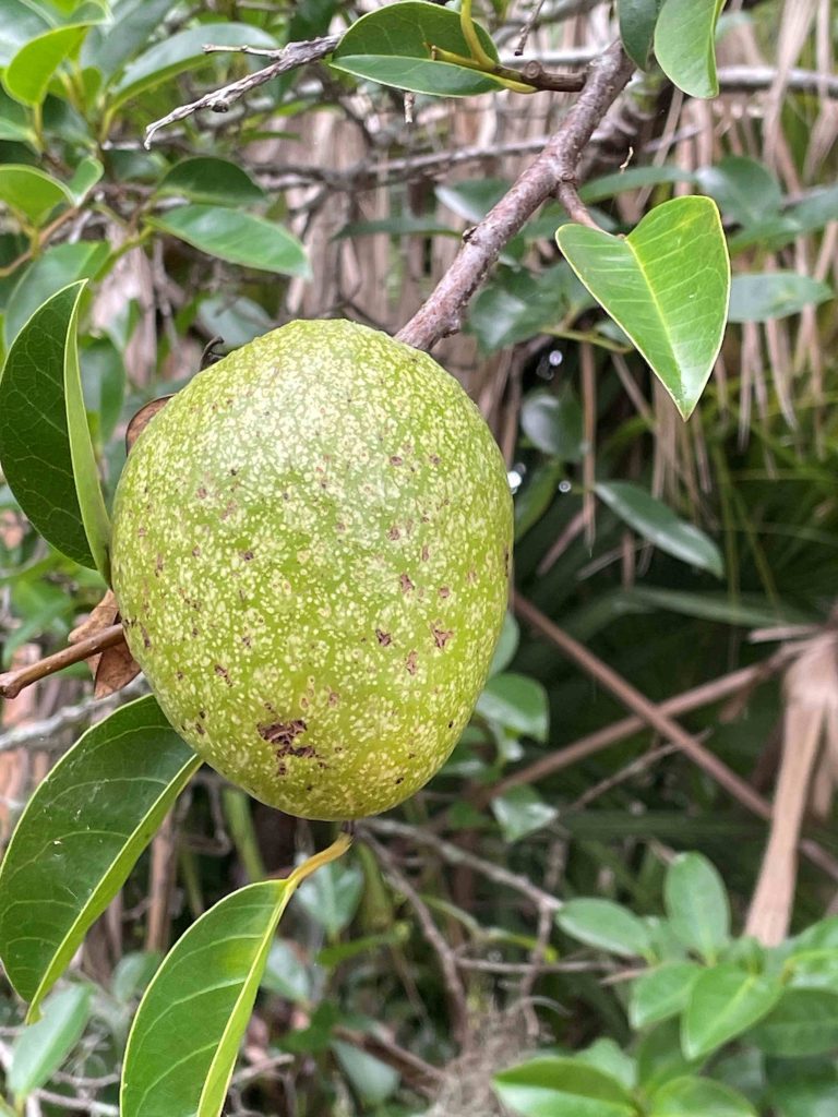 Peaceful Ten Mile Creek Preserve Kayak Adventure
