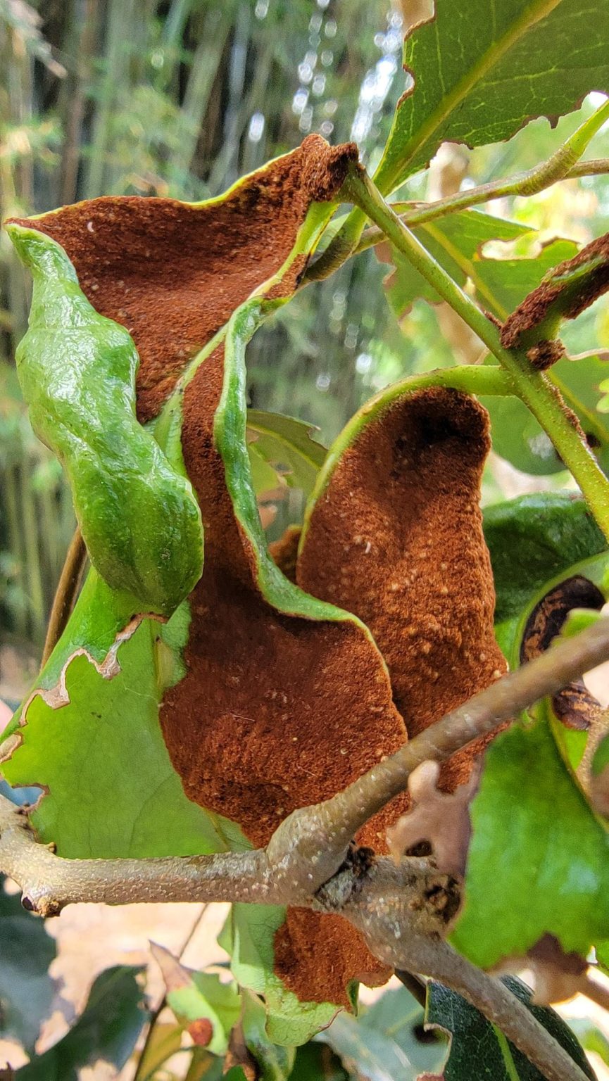 Understanding Lychee Erinose Mite (LEM): A Growing Threat to Lychee ...