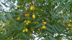 What is Neem Oil? - UF/IFAS Extension St. Lucie County