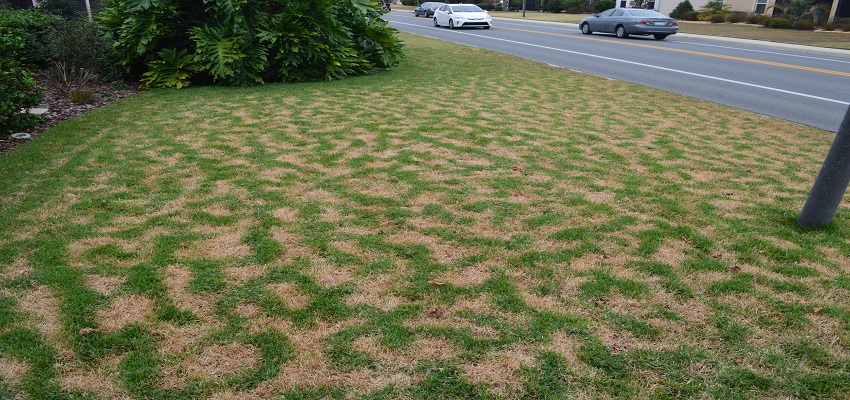 Freeze Damage in My Lawn: Is it Dead? - UF/IFAS Extension Sumter County
