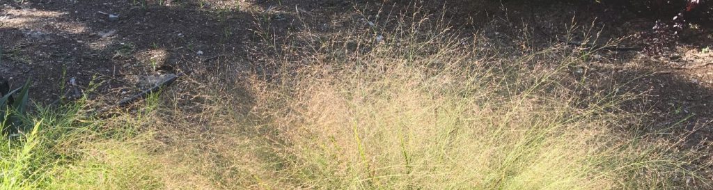 Native Ornamental Grasses for Central Florida - UF/IFAS Extension ...