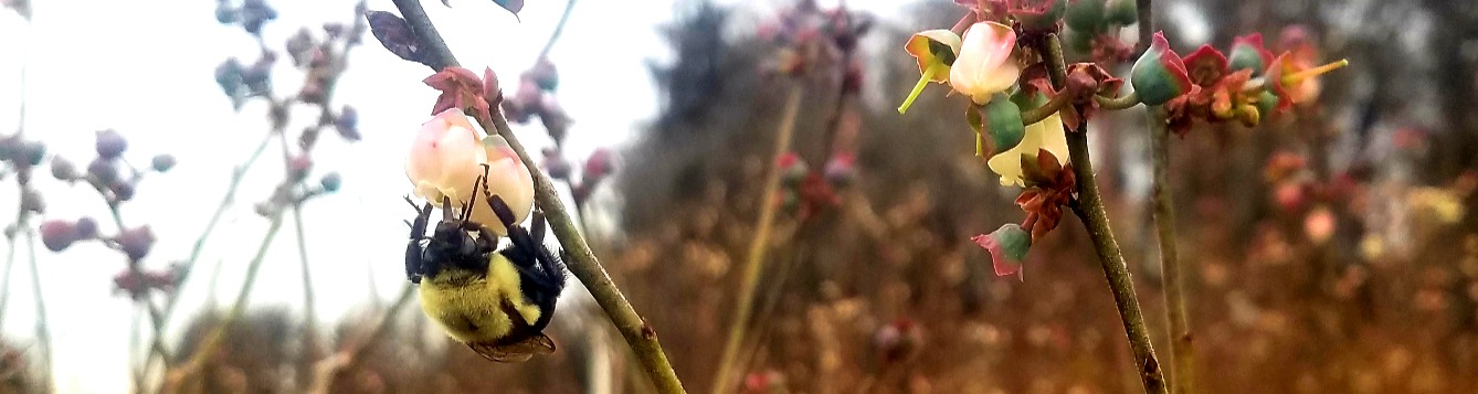 A Mighty Humble Bumble - UF/IFAS Extension Sumter County