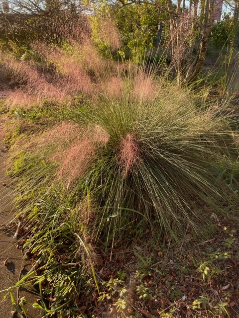 Muhly Grass - Muhlenbergia capillaris - UF/IFAS Extension Sumter County