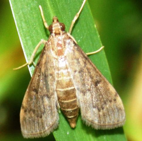 Manage Thatch, Manage this Pest-Tropical Sod Webworm - UF/IFAS ...