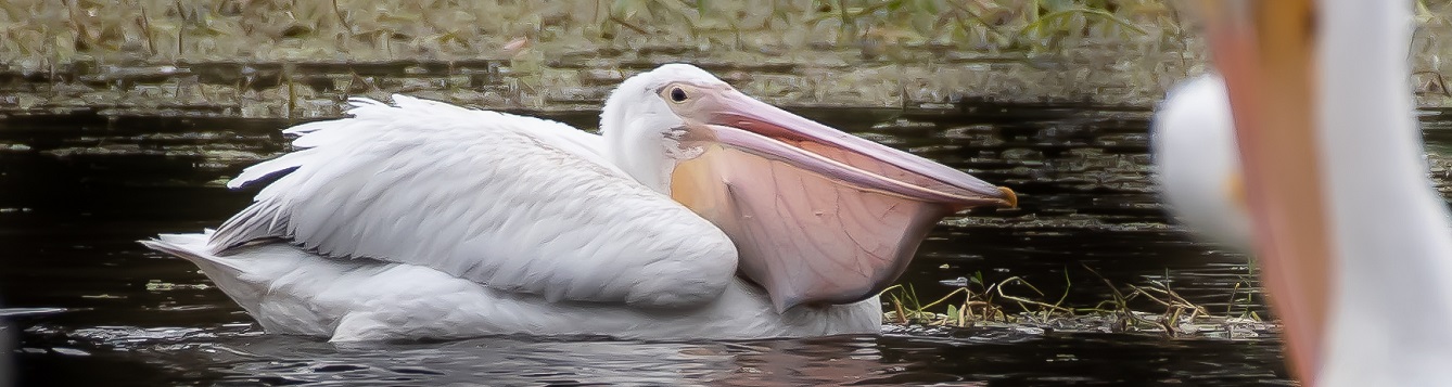 Wildlife and Invasive Species Education (WISE) Species Profile ...