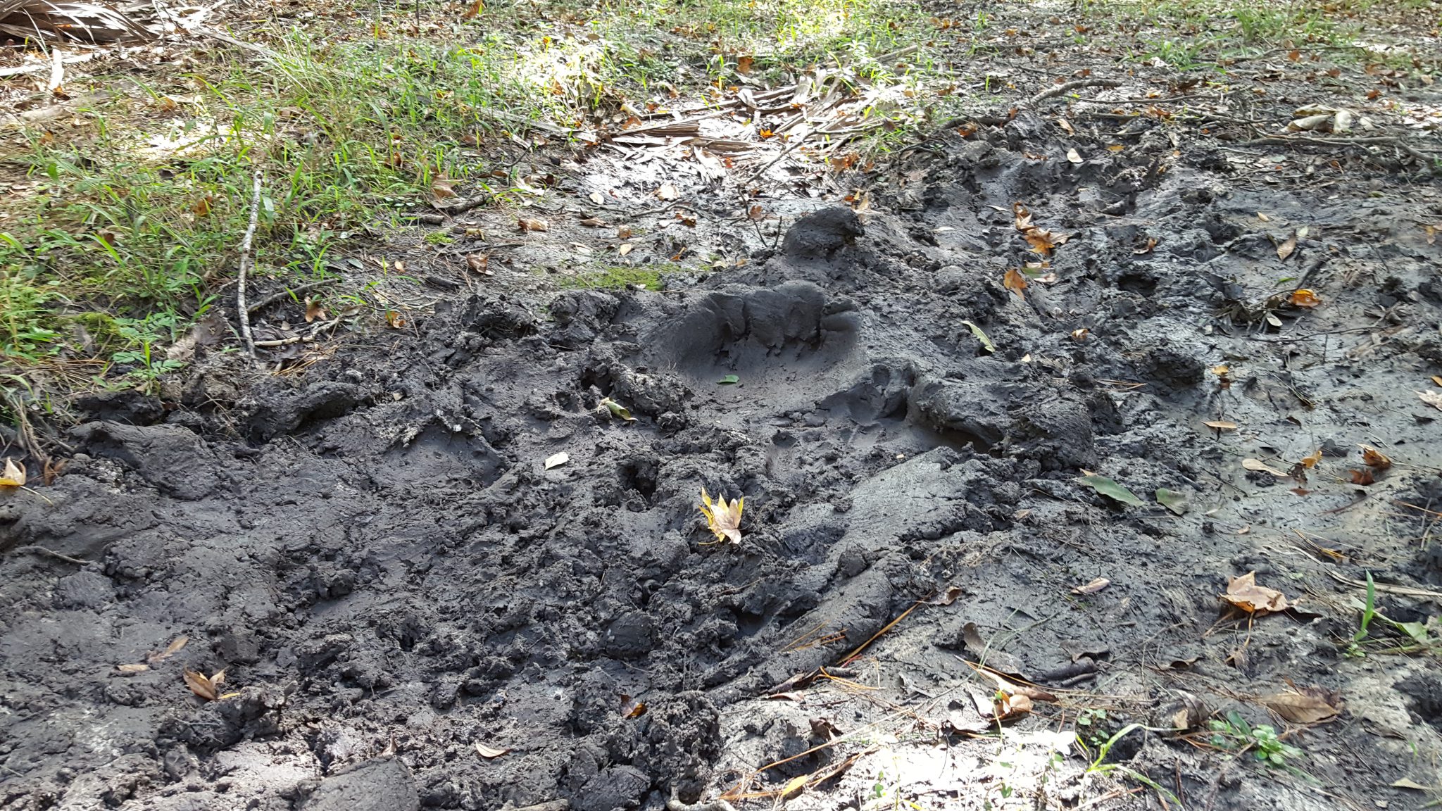 Wildlife & Invasive Species Education™ (WISE) Species Profile: Wild ...