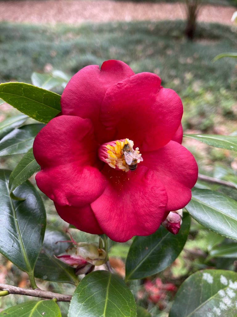 Plant Camellias for Winter Interest in your Garden - UF/IFAS Extension ...