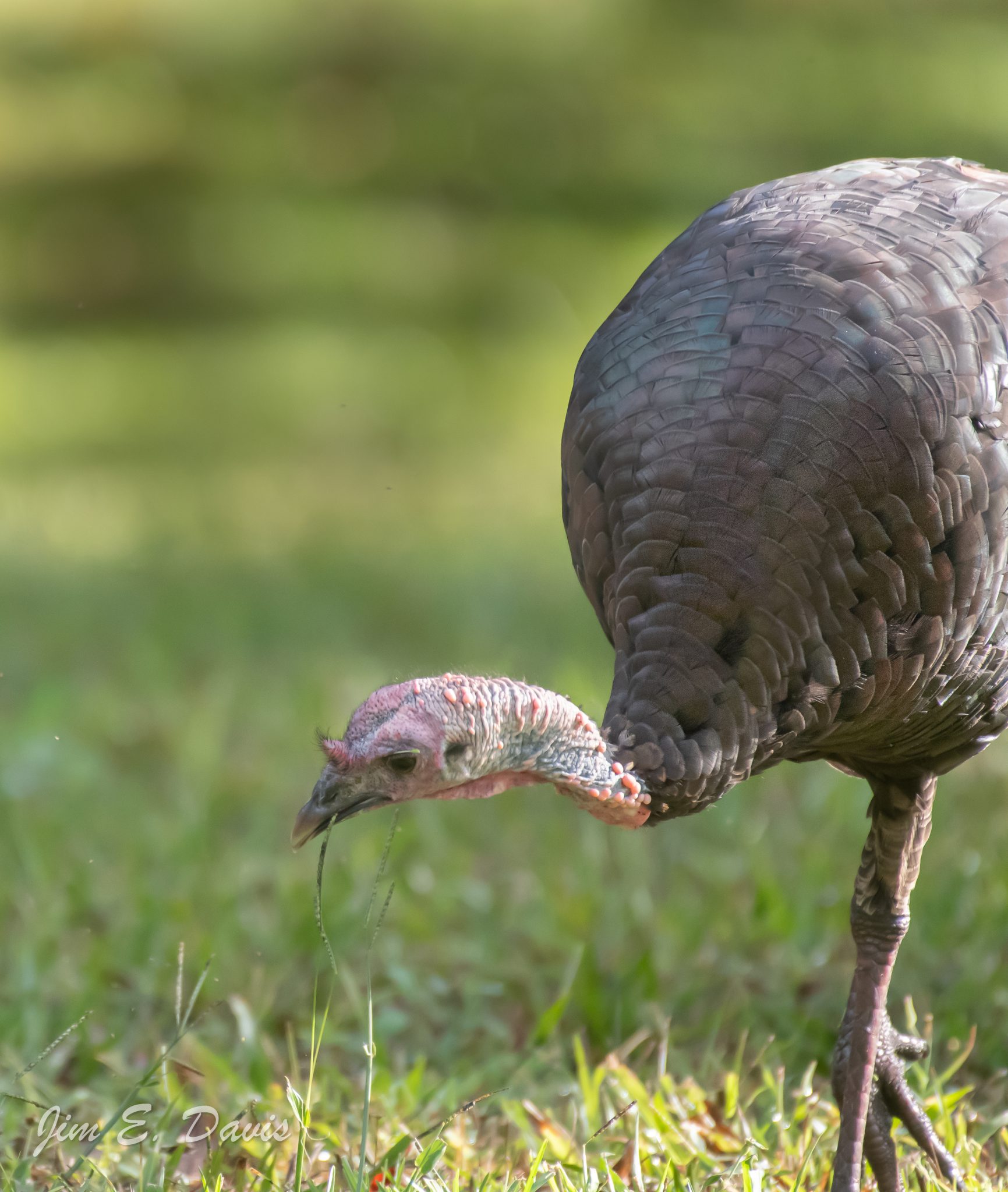 Wildlife & Invasive Species Education™ (WISE) Species Profile: Wild Turkey - UF/IFAS Extension ...