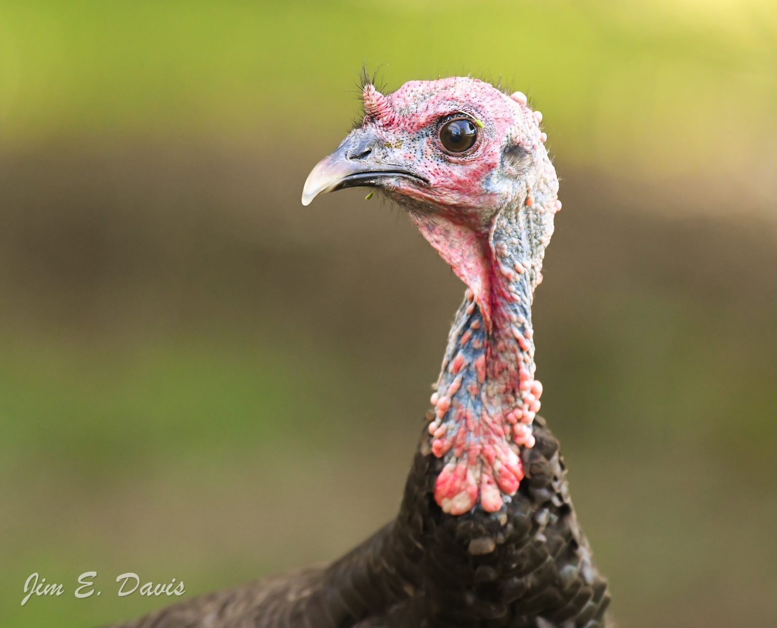 Wildlife & Invasive Species Education™ (WISE) Species Profile: Wild ...