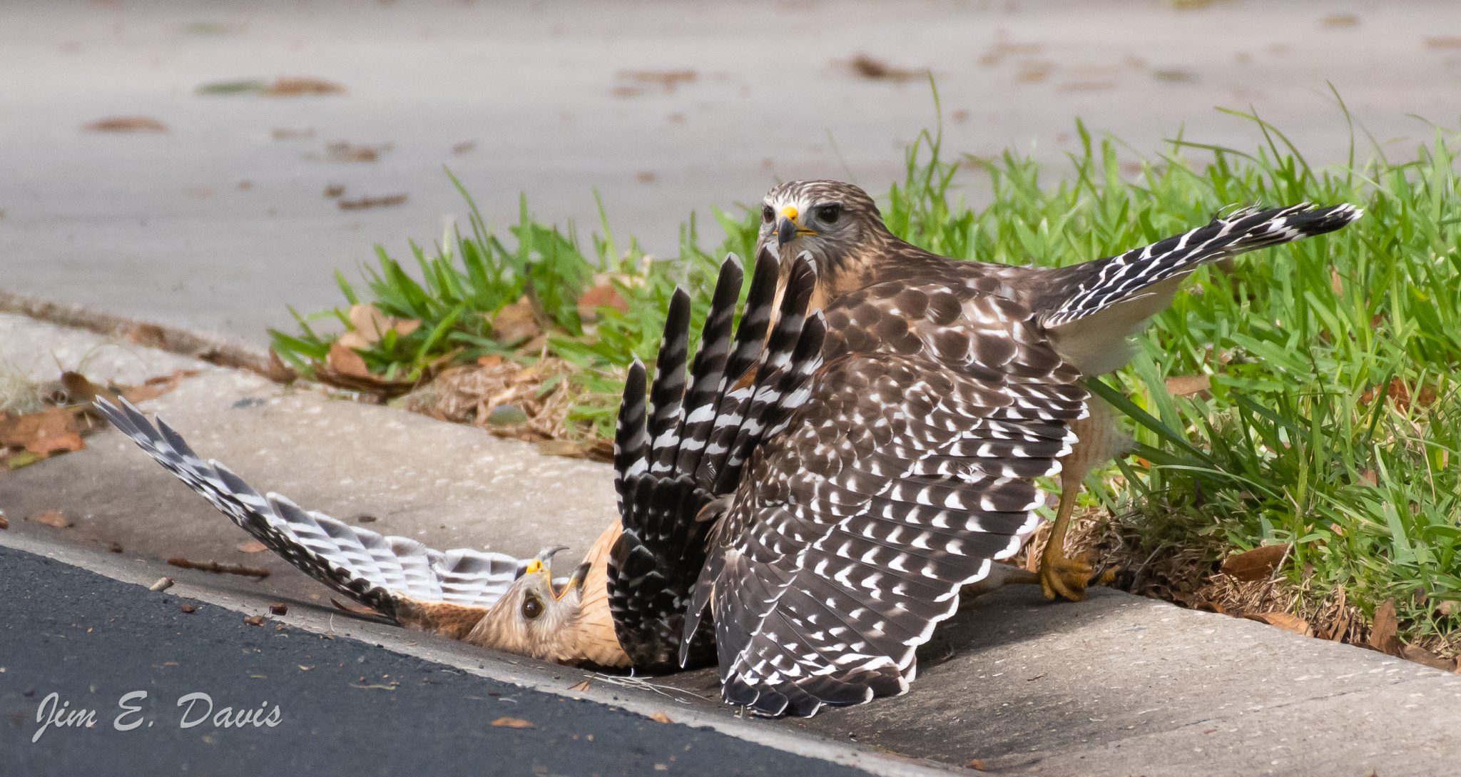 Wildlife & Invasive Species Education™ (WISE) Species Profile: The Red ...