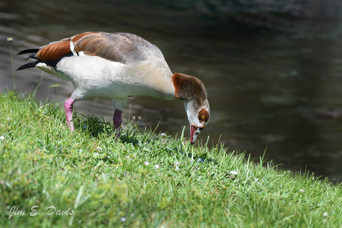 Wildlife & Invasive Species Education™ (WISE) Species Profile: The ...