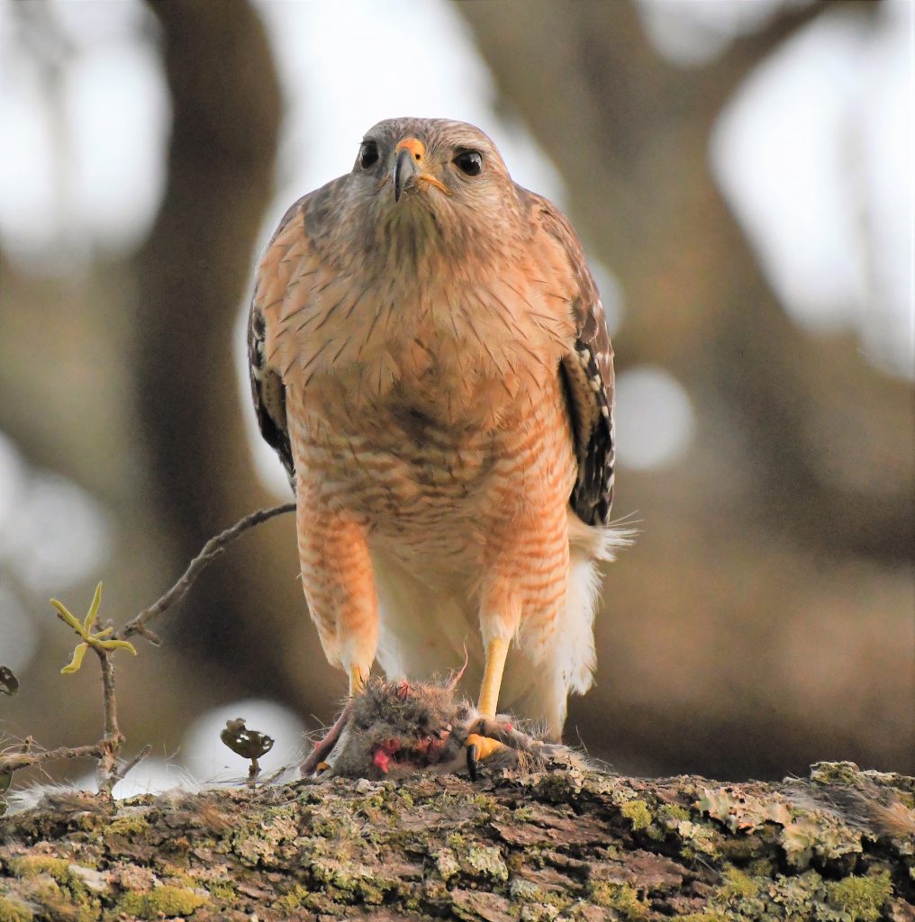Wildlife & Invasive Species Education™ (WISE) Species Profile: The Red-shouldered Hawk - UF/IFAS ...
