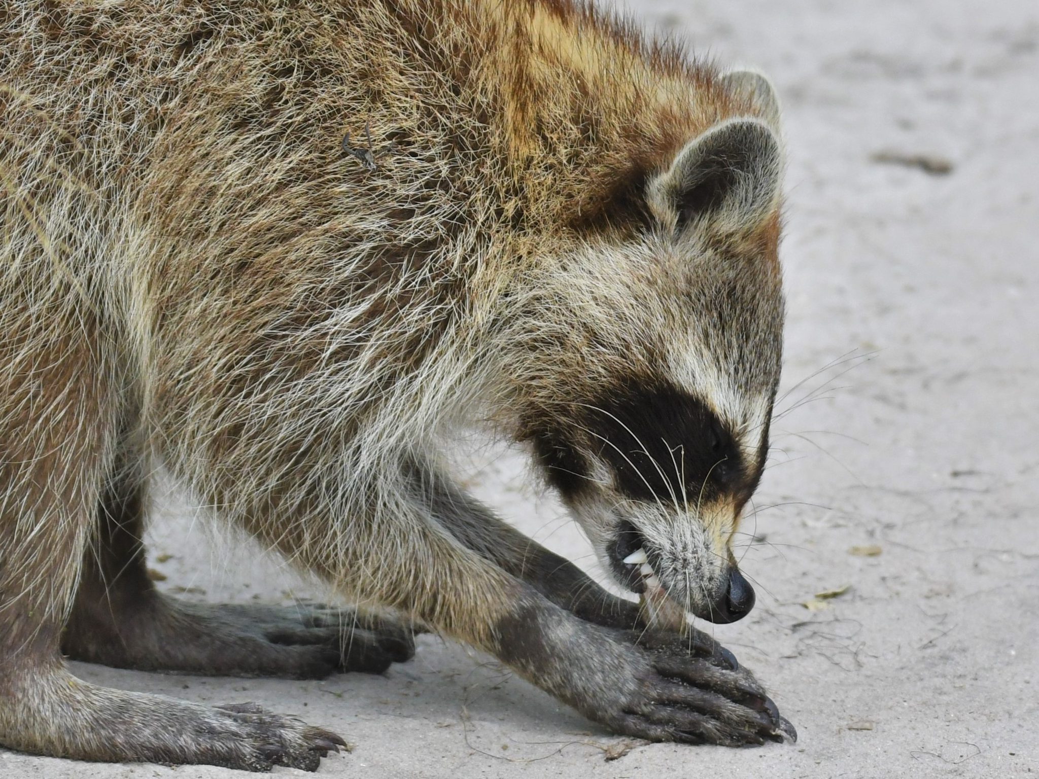 Wildlife & Invasive Species Education™ (WISE) Species Profile: The ...