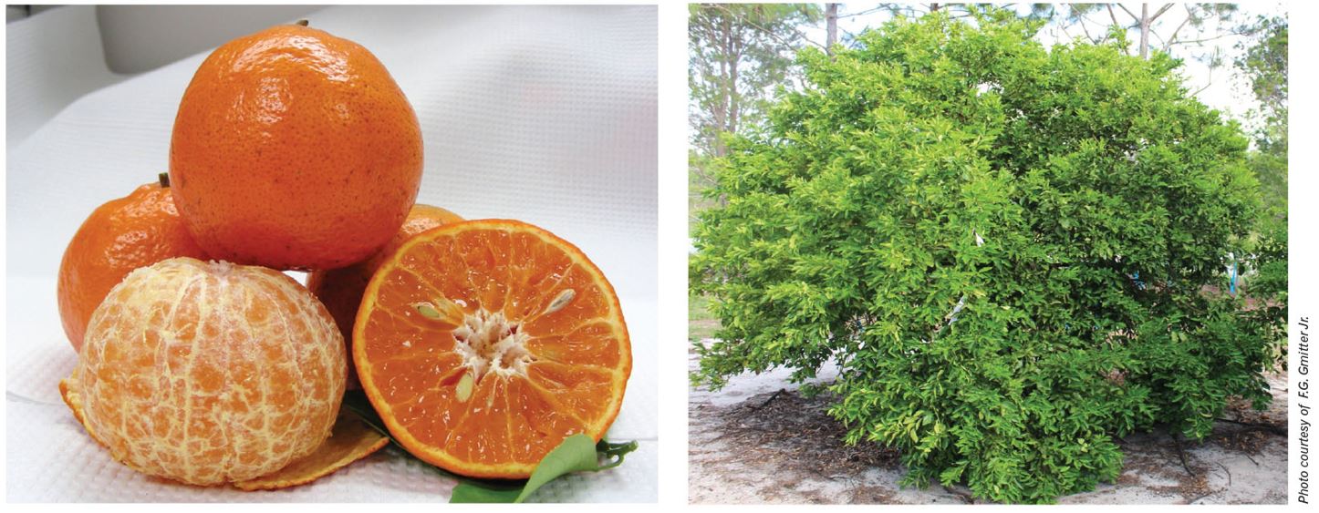 With Citrus Breeding, Sometimes a Fail for the Farm is a Success for ...
