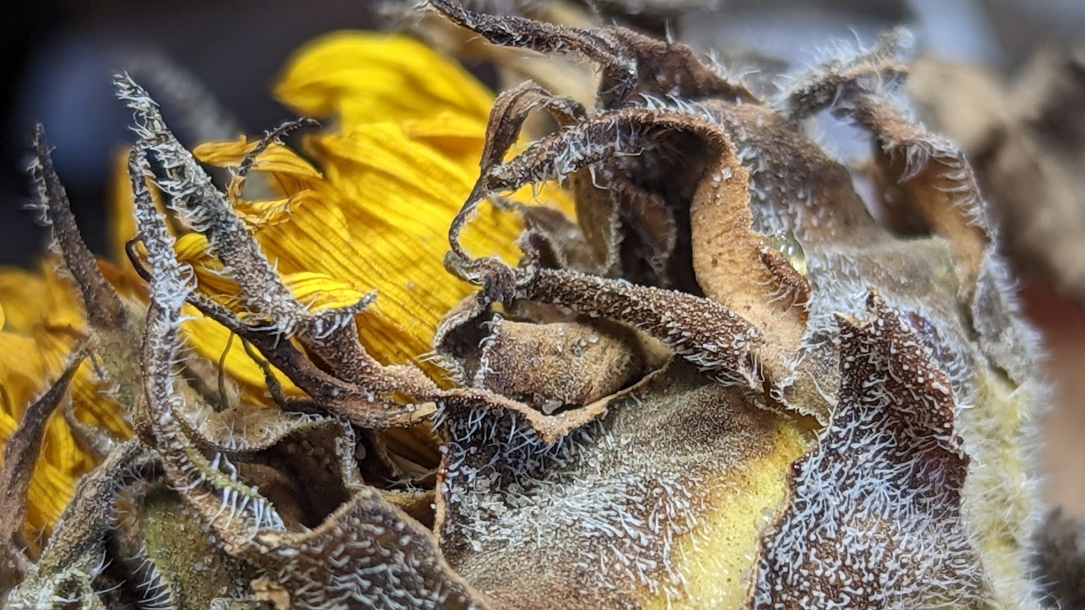 Just Rolled Into the Clinic: White Mold on Sunflower - UF/IFAS ...