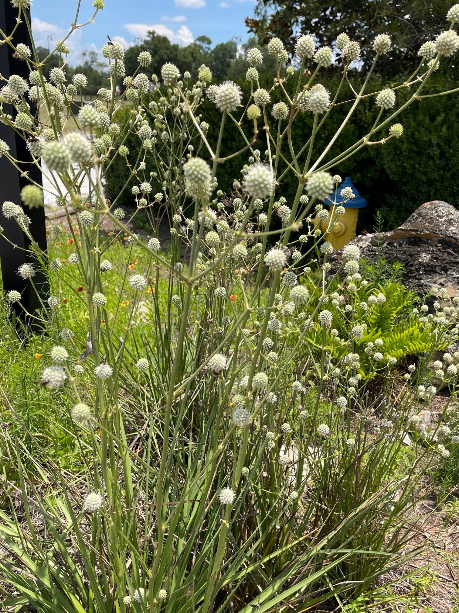 Ornery Plants for Your Garden - UF/IFAS Extension Sumter County