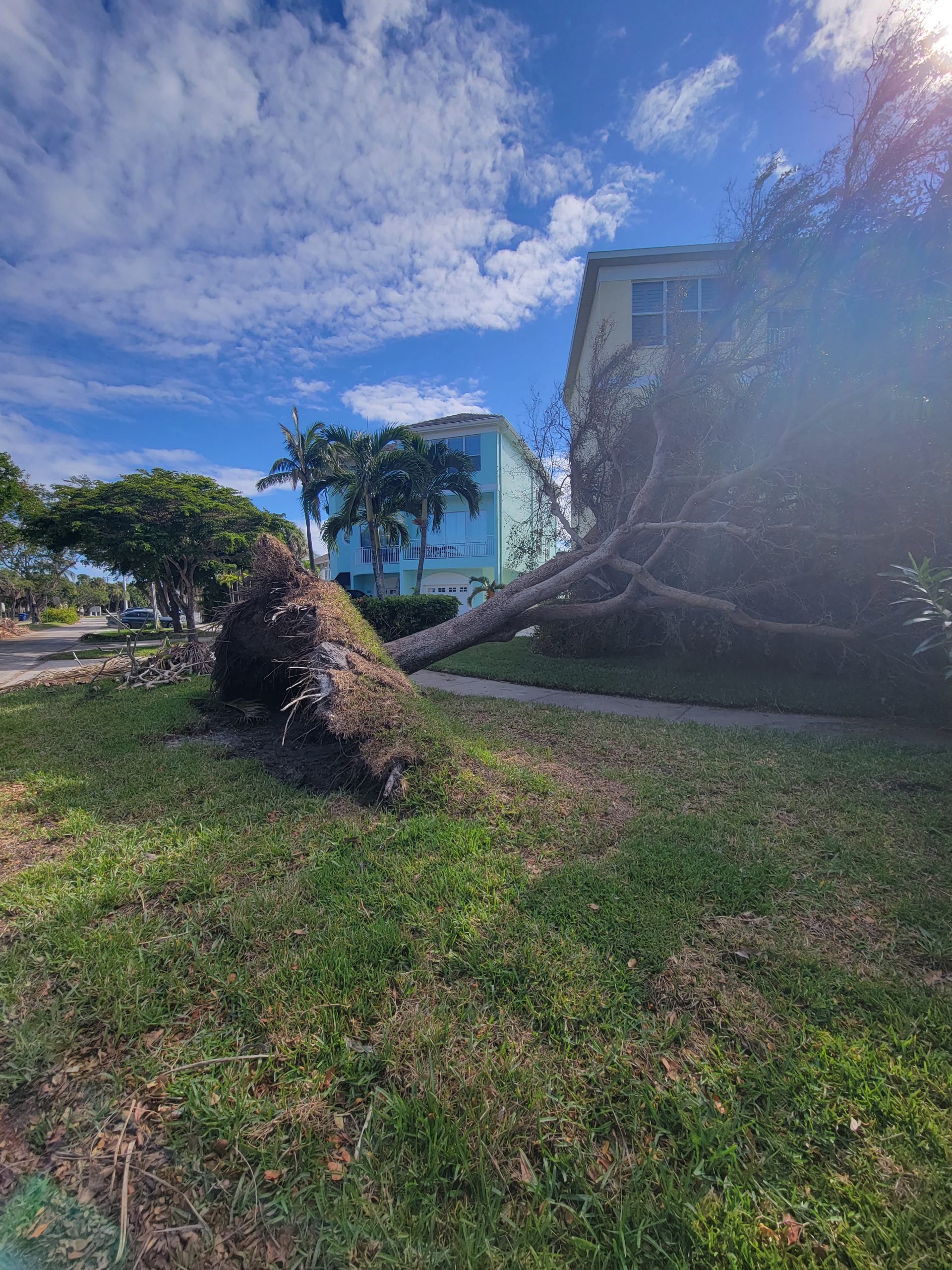 Caring For Trees After a Storm - UF/IFAS Extension Sumter County
