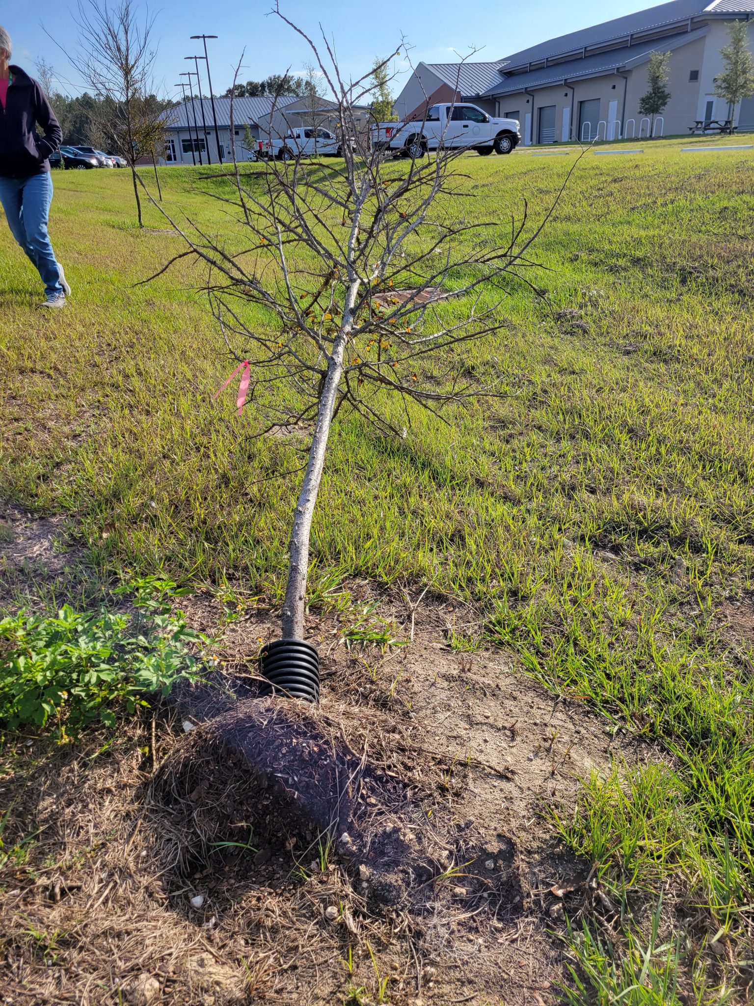 Caring For Trees After a Storm - UF/IFAS Extension Sumter County
