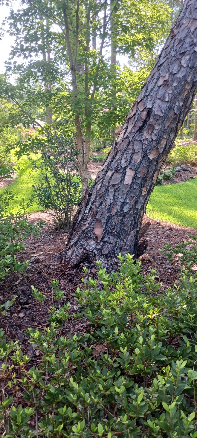 Caring For Trees After a Storm - UF/IFAS Extension Sumter County