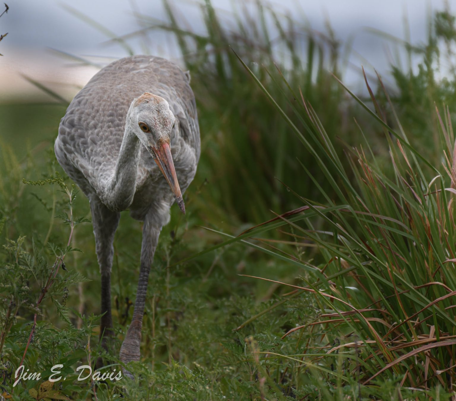 Wildlife & Invasive Species Education™ (WISE) Species Profile: Florida ...