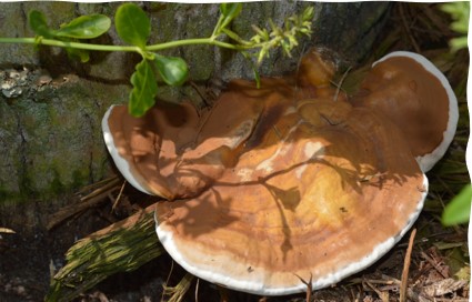 Managing Palm Diseases - UF/IFAS Extension Sumter County