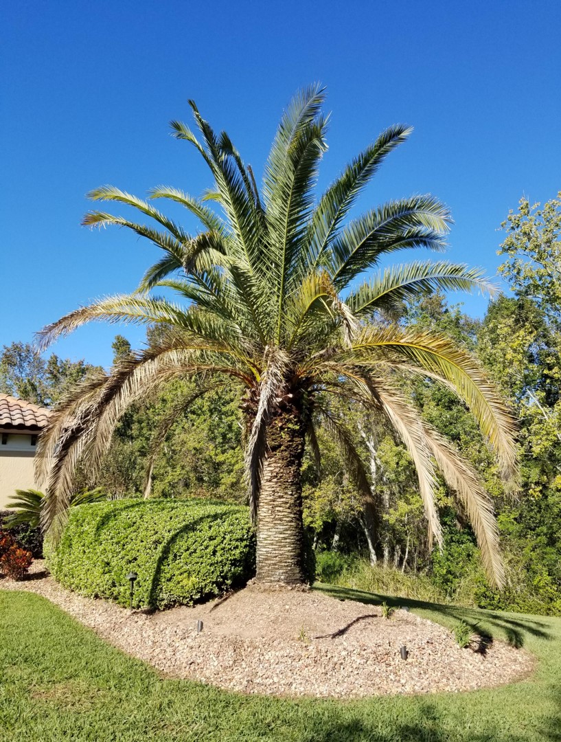 Managing Palm Diseases - UF/IFAS Extension Sumter County
