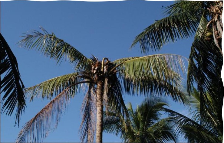 Managing Palm Diseases - UF/IFAS Extension Sumter County