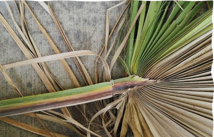 Managing Palm Diseases - UF/IFAS Extension Sumter County