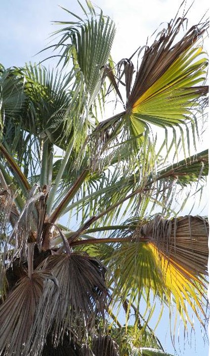 Managing Palm Diseases - UF/IFAS Extension Sumter County