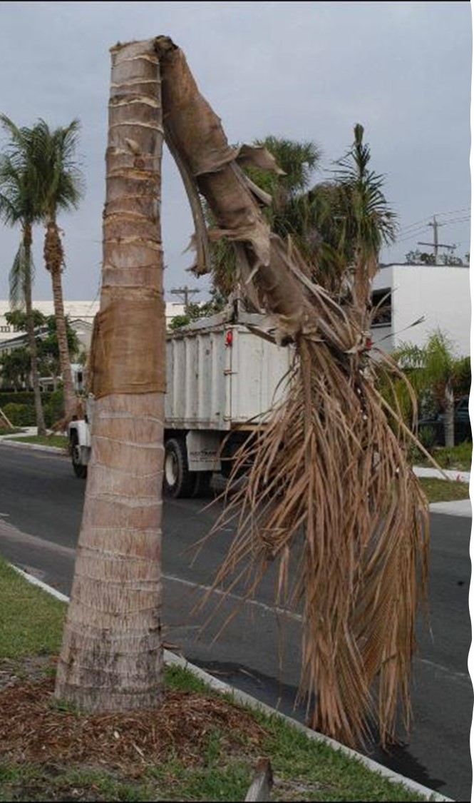 Managing Palm Diseases - UF/IFAS Extension Sumter County