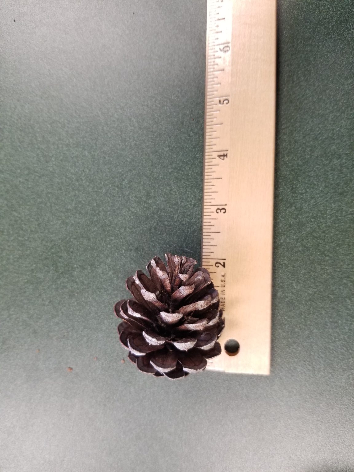 Sensational Sand Pines (Pinus clausa) - UF/IFAS Extension Sumter County