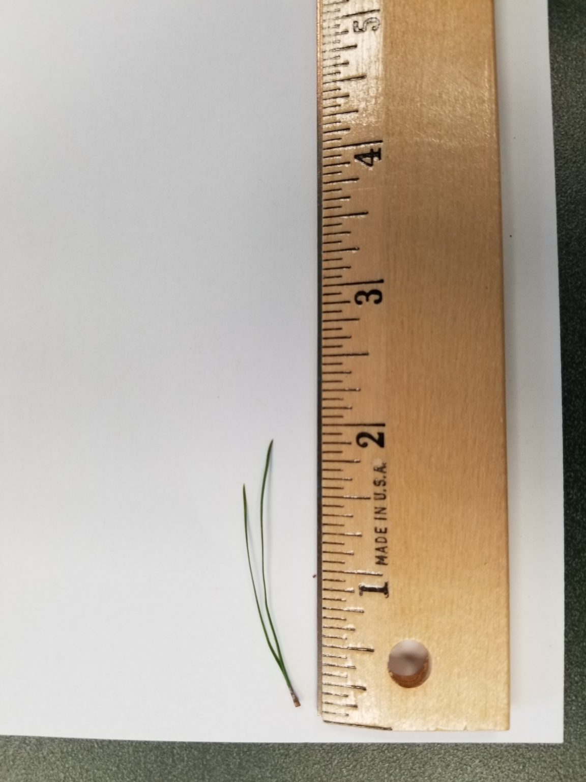 Sensational Sand Pines (Pinus clausa) - UF/IFAS Extension Sumter County