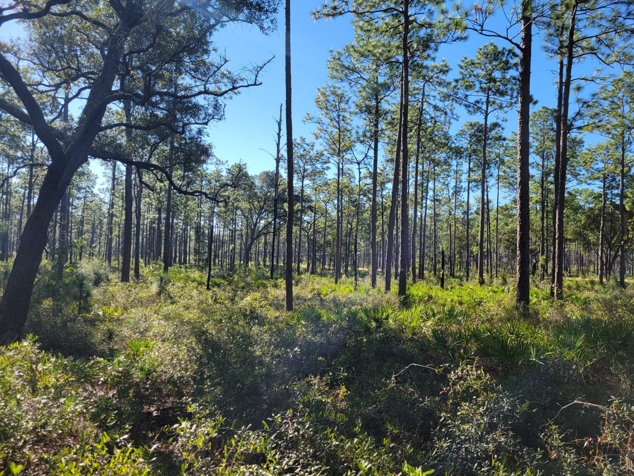 The Longleaf Pine: A Keystone of Florida’s Pine Grassland Ecosystems - UF/IFAS Extension Sumter ...