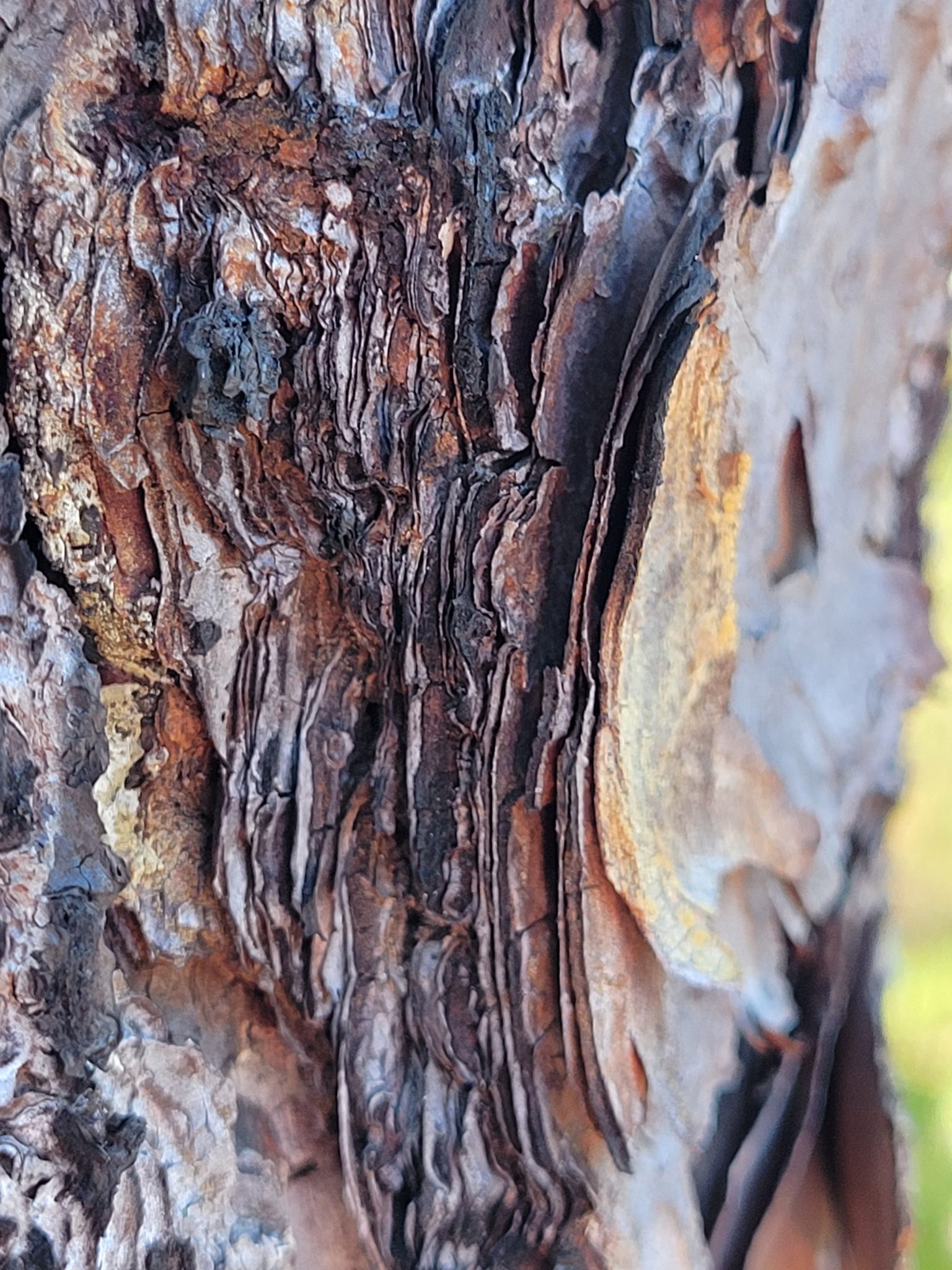 The Longleaf Pine: A Keystone of Florida’s Pine Grassland Ecosystems ...