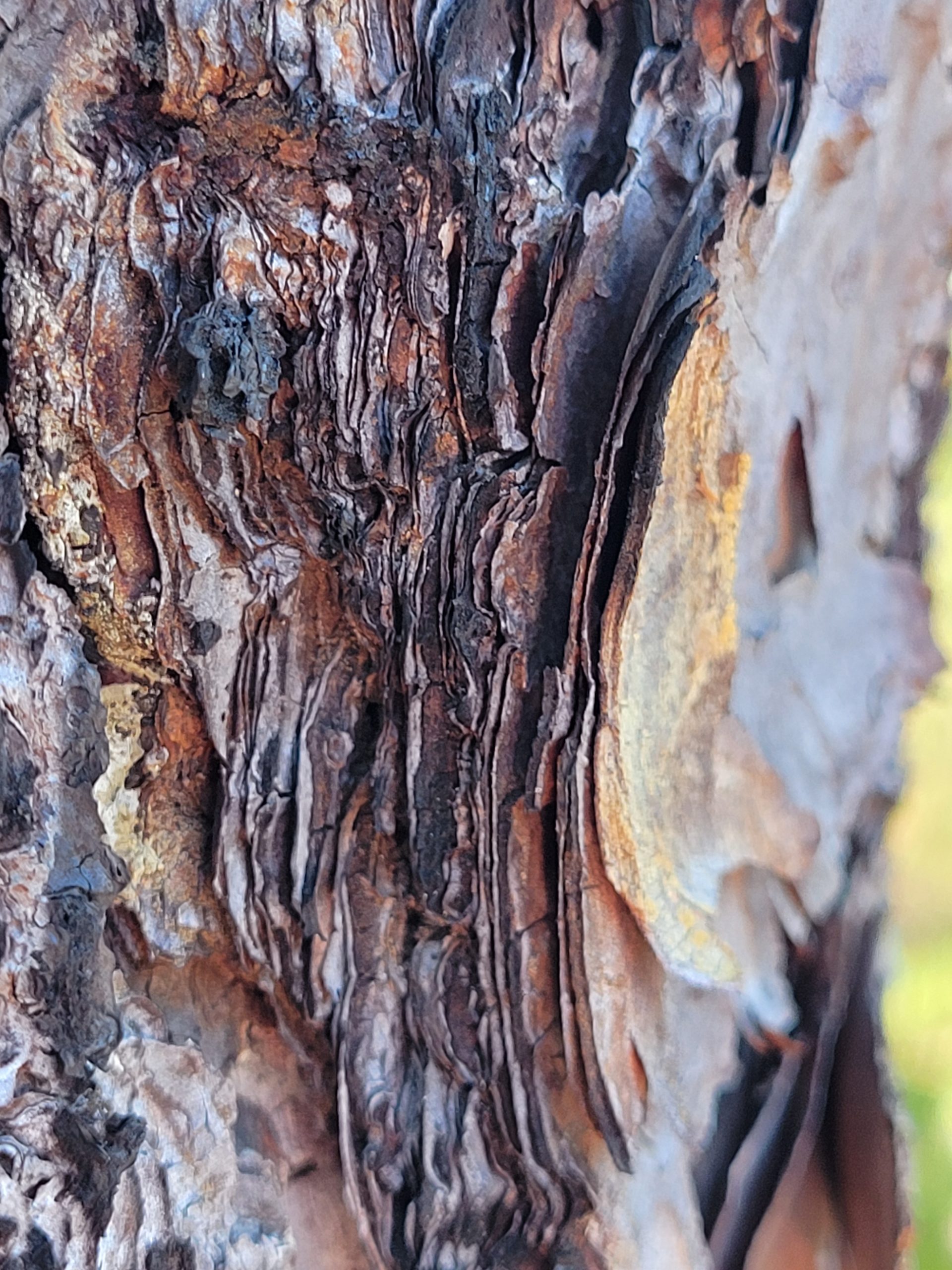 The Longleaf Pine: A Keystone of Florida’s Pine Grassland Ecosystems - UF/IFAS Extension Sumter ...