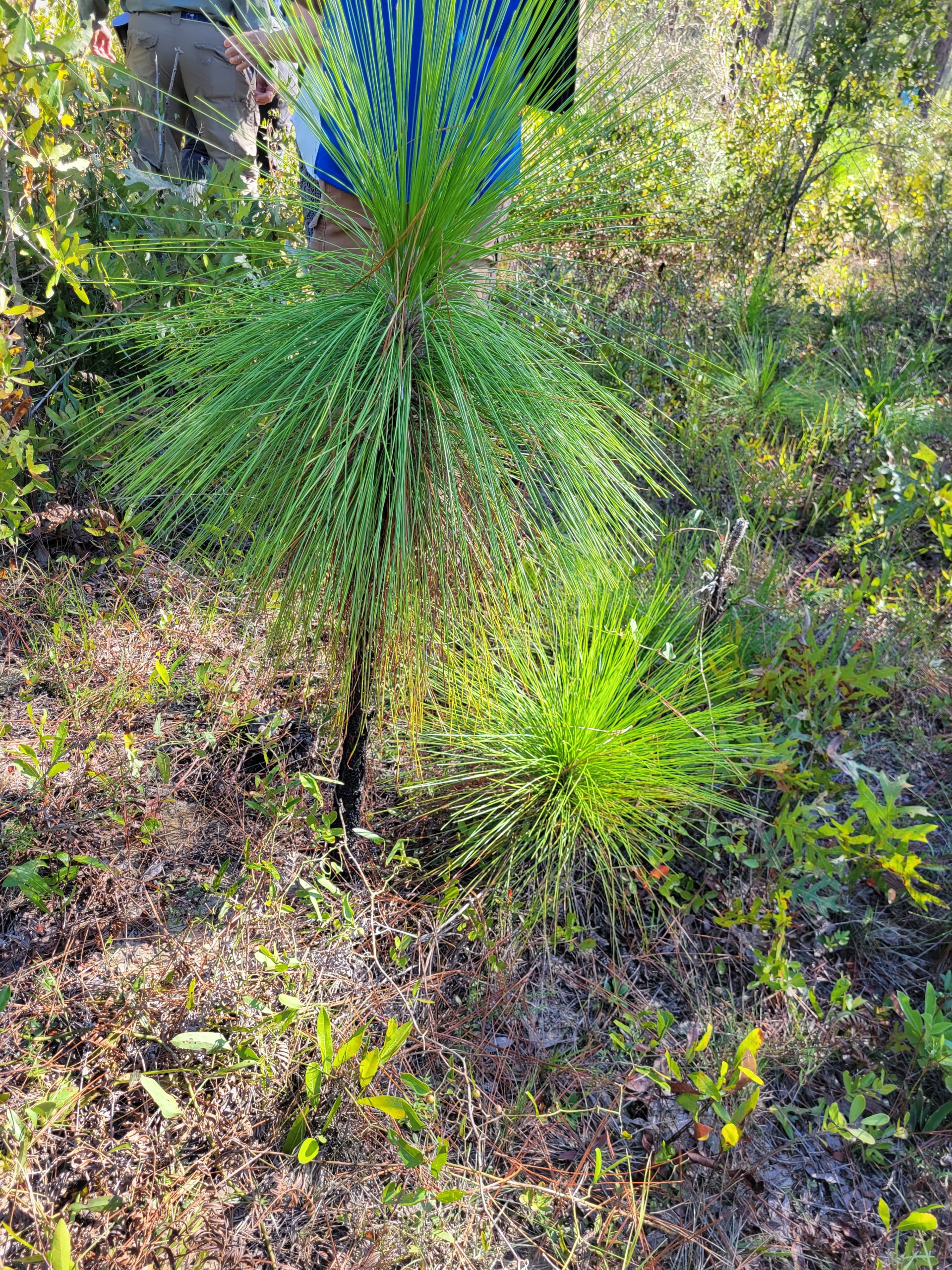 The Longleaf Pine: A Keystone of Florida’s Pine Grassland Ecosystems ...