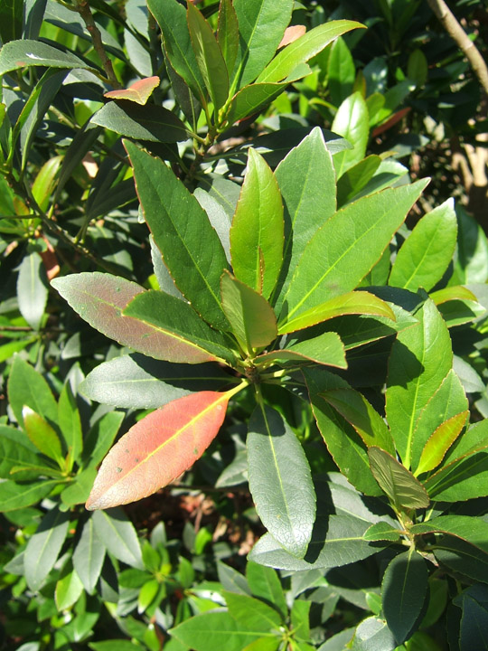 Japanese Blueberry (Elaeocarpus dentatus) - UF/IFAS Extension Sumter County