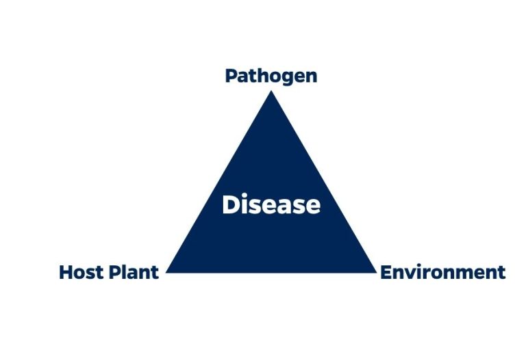 Bad Things Come in Threes: A Look at the Disease Triangle - UF/IFAS ...