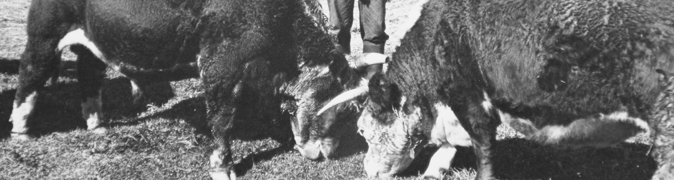 Bull Selection to Improve your Herd - UF/IFAS Extension Suwannee County