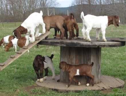 Topic Tuesday: Barber Pole Worm in Goats and Sheep - UF/IFAS Extension ...