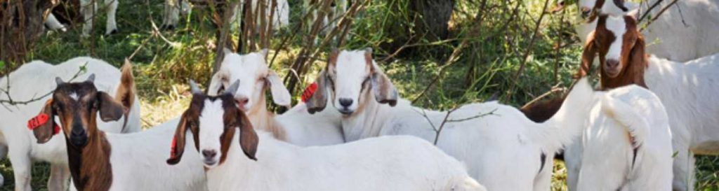 Topic Tuesday: Barber Pole Worm in Goats and Sheep - UF/IFAS Extension ...